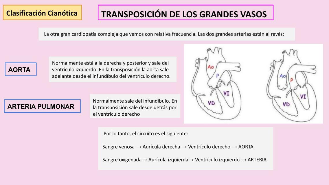 TRANSPOSICIÓN DE LOS GRANDES VASOS | Lupita | uDocz