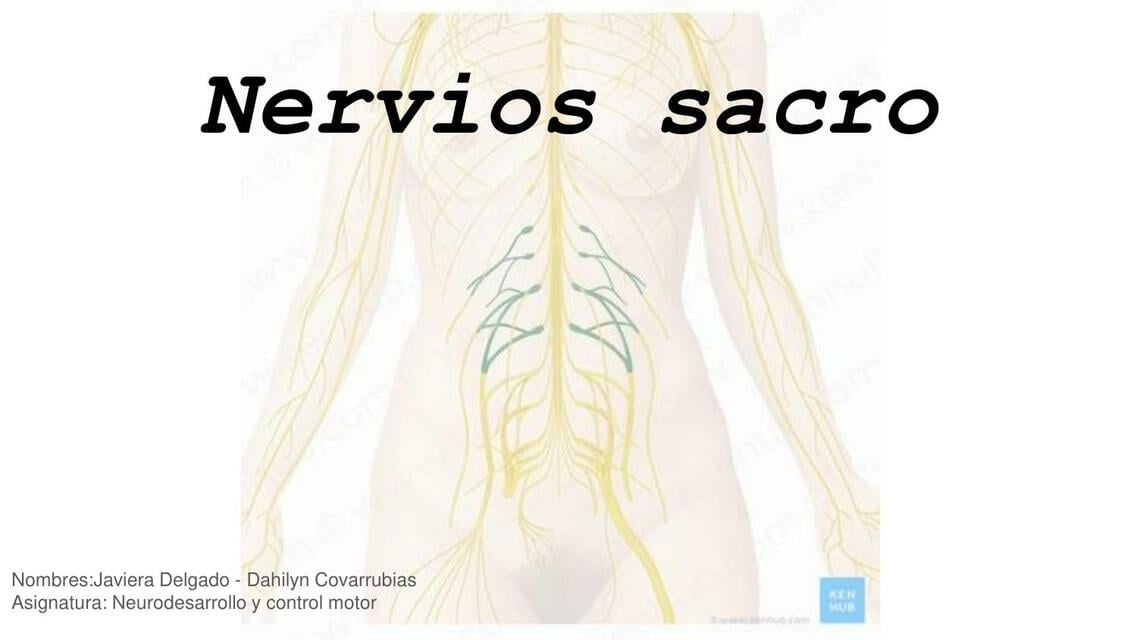 Flashcards de Nervios sacro | Por dahilyn | uDocz