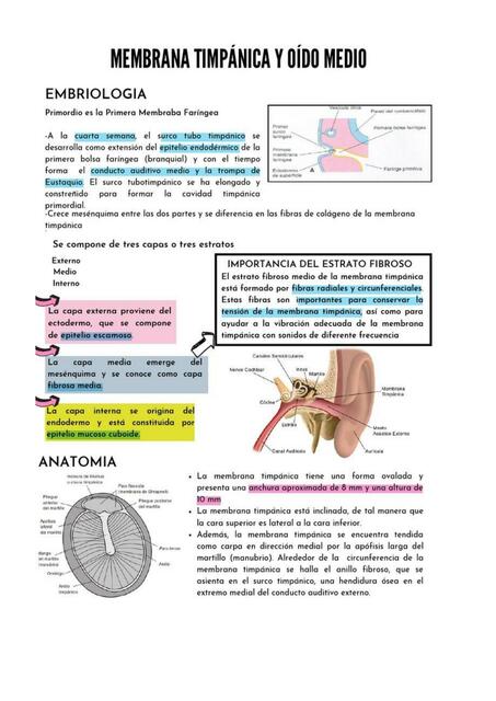 Caja Timpanica | José Fabricio Montaño Céspedes | uDocz