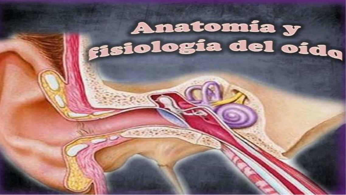 ANATOOIDO 2 | José Fabricio Montaño Céspedes | uDocz