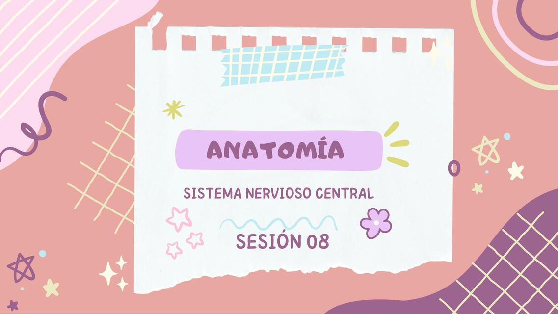 ANATOMIA | uDocz