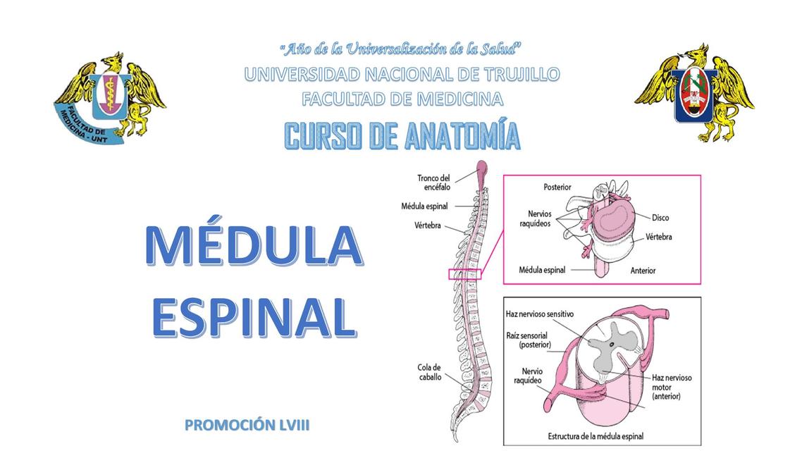 MEDULA ESPINAL TRACTOS DESCENDENTES | uDocz