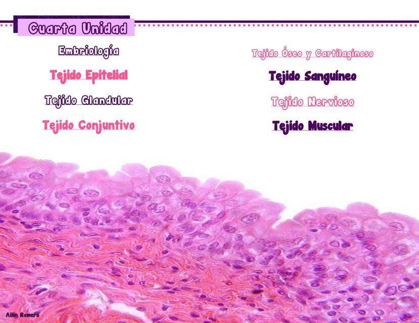 histologia i morfo ii | Karisa | uDocz