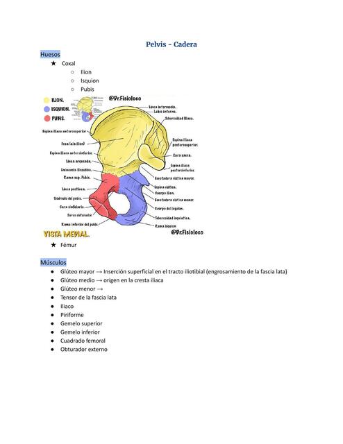 Pelvis Cadera | Camila Gomez | uDocz