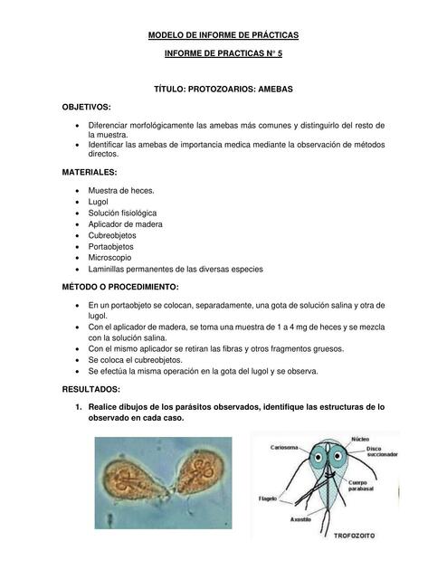 GUÍA PROTOZOARIOS: AMEBAS | Futuro Doctor | uDocz