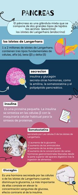 pancreas esquema simplificado | Dra. Batista | uDocz