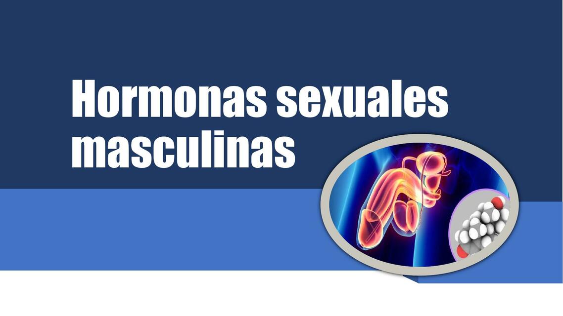 hormonas sexuales masculinas | Dra. Batista | uDocz