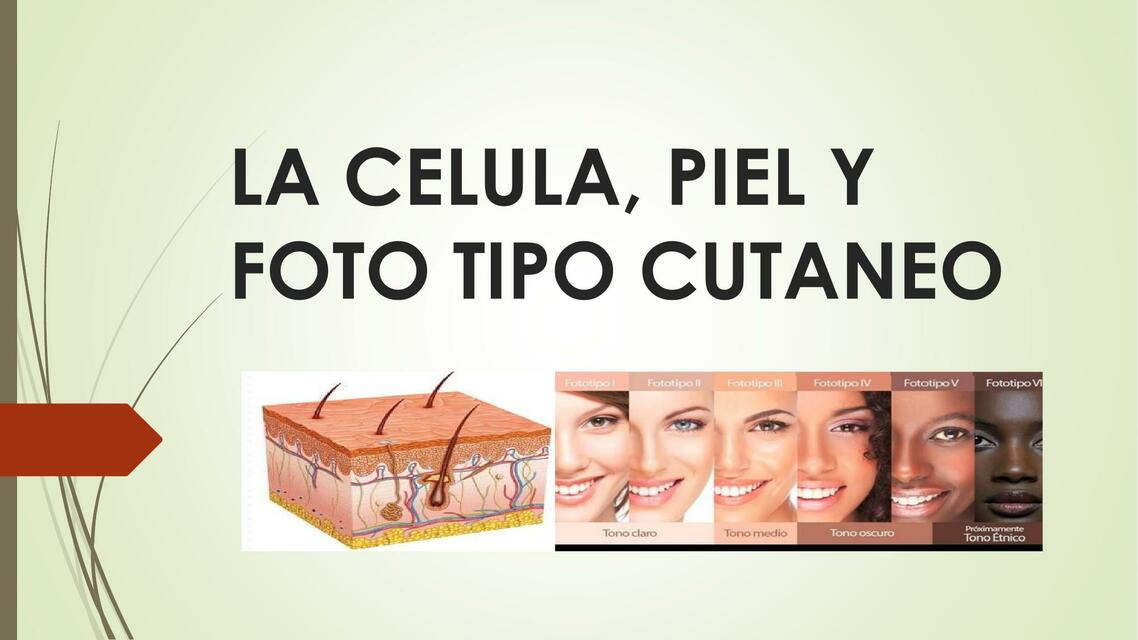 La célula, piel y foto tipo cutáneo | Leslie | uDocz