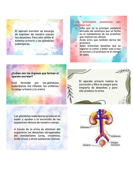 Sistema urinario | Kerly Lili | uDocz