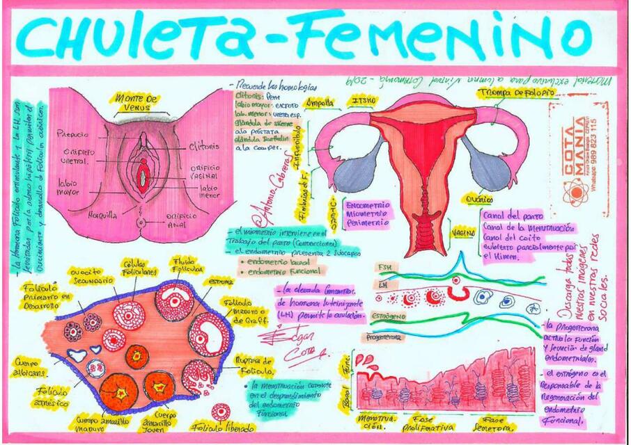 APARATO REPRODUCTOR FEMENINO | ThinkMed | uDocz