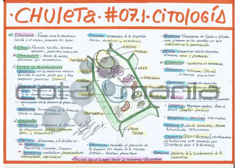 CELULA EUCARIOTA 02 | ThinkMed | uDocz