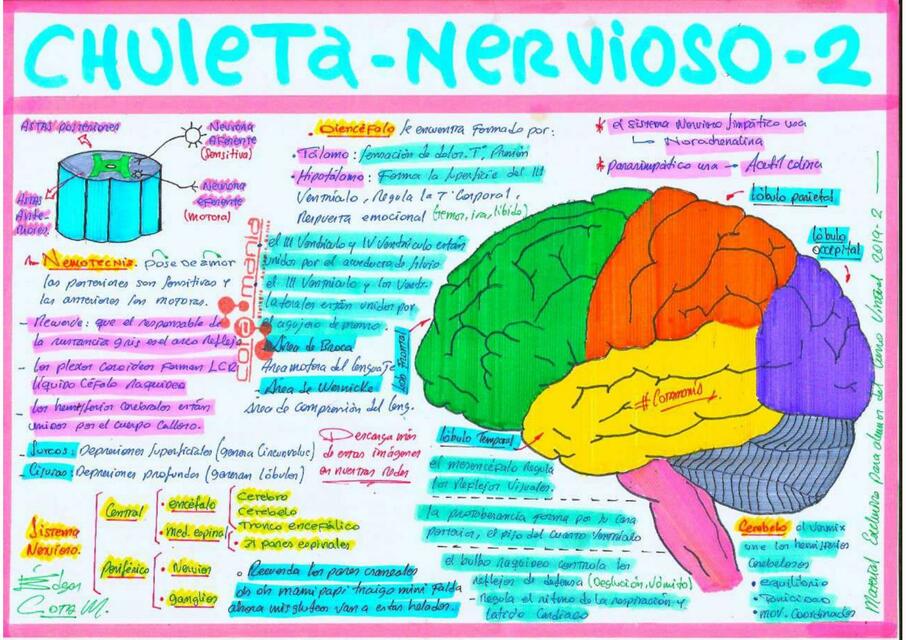 SISTEMA NERVIOSO 02 | ThinkMed | uDocz