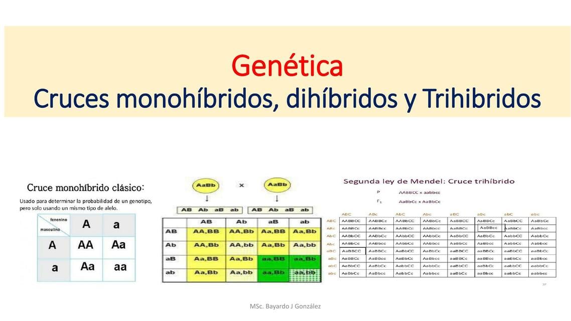 Clase 15 Practica de Cruces Genéticos | Lyly Montenegro | uDocz