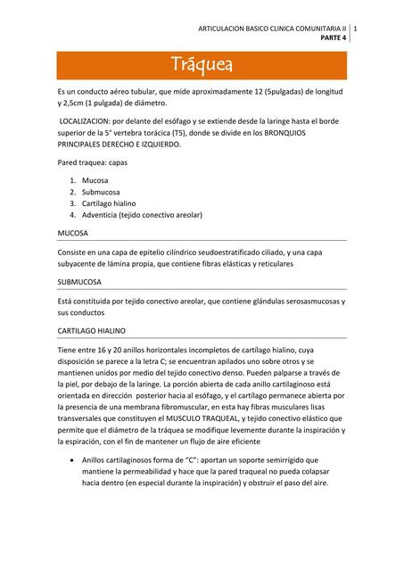 Traquea | Agustina | uDocz