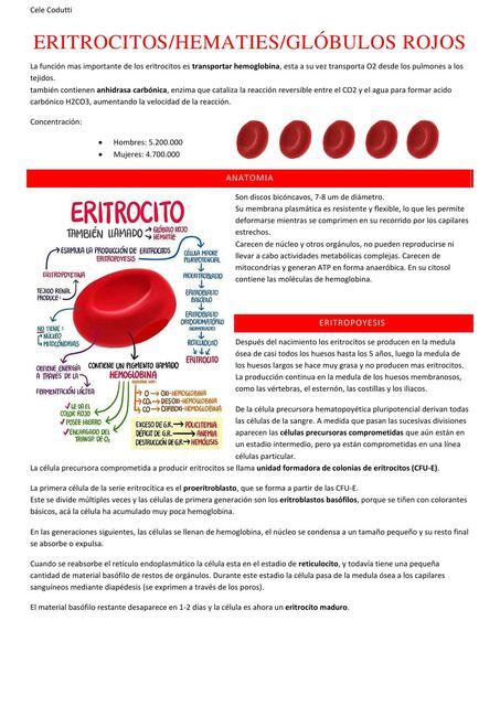 Eritrocitos: anatomía, eritropoyesis, regulación, maduración, ciclo vital | Celeste Codutti | uDocz