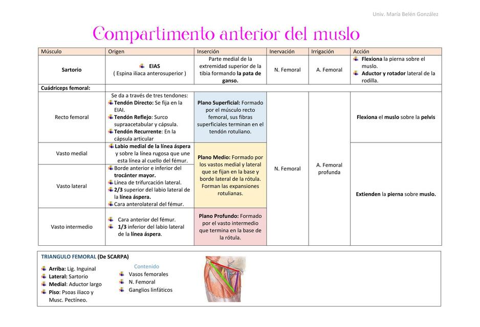 Musculos del compartimento anterior del muslo | María Belén González ...
