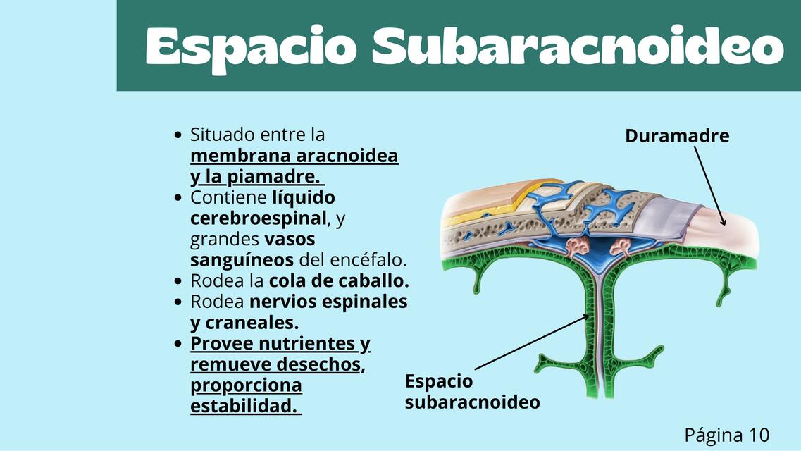 ESPACIO SUBARACNOIDEO | Sandy | uDocz