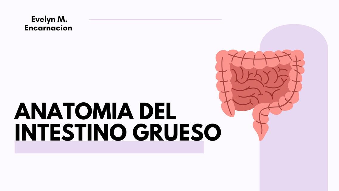 Intestino grueso | Evelyn M. | uDocz