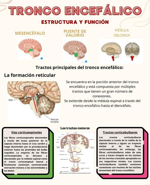 TRONCO ENCEFALICO INFOGRAFIA | lesly candela | uDocz