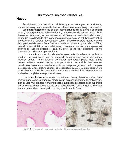 PRÁCTICA TEJIDO ÓSEO Y MUSCULAR | Ninfa Hernandez Peñalosa | uDocz