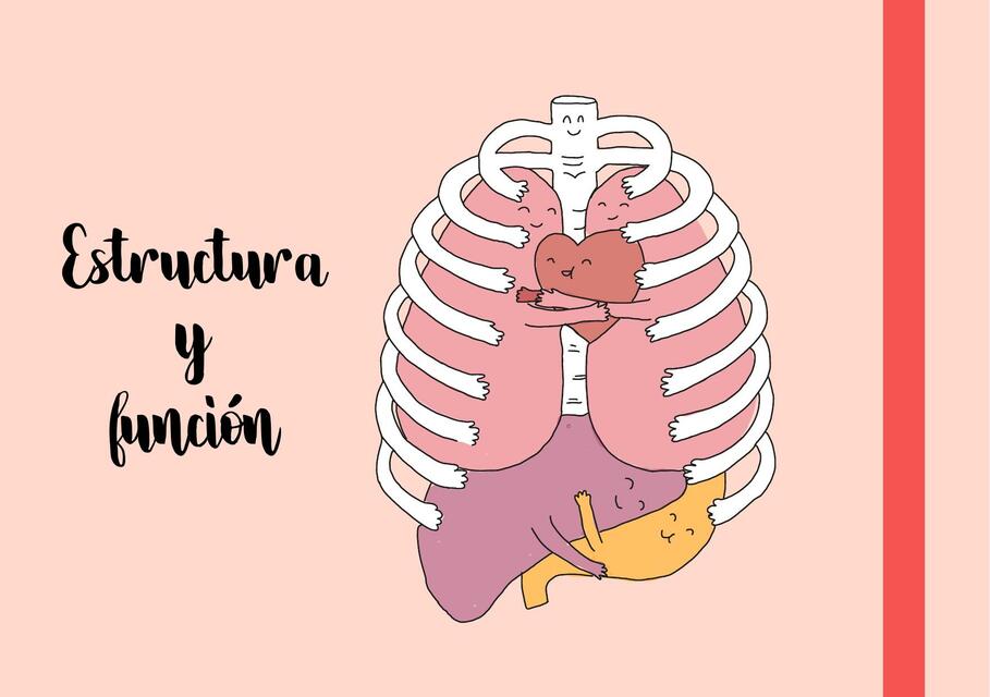 Estructura Y Función Resumen 1 | Gabriela | uDocz