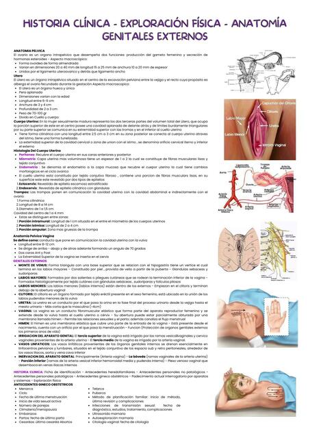 HISTORIA CLÍNICA EXPLORACIÓN FÍSICA ANATOMÍA GENIT | SnoopyMed | uDocz