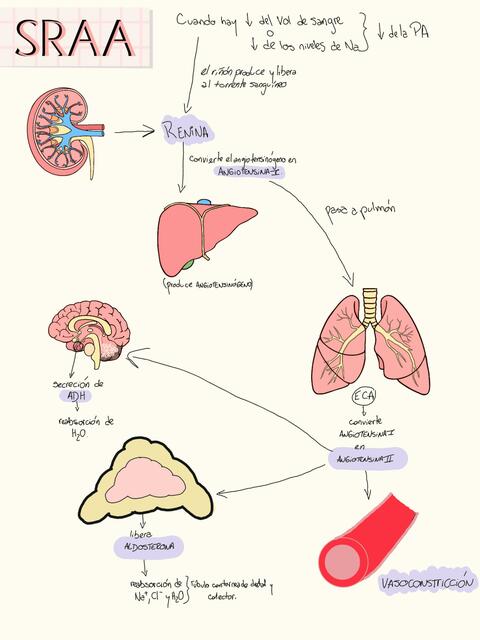SRAA | Cami Almirón | uDocz
