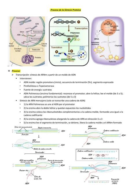 Biología Ingreso Unidad 2 Biología Celular 3ra parte | MFrias | uDocz