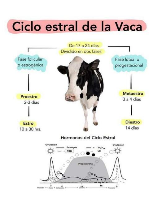 Ciclo estral de la vaca | fraii | uDocz