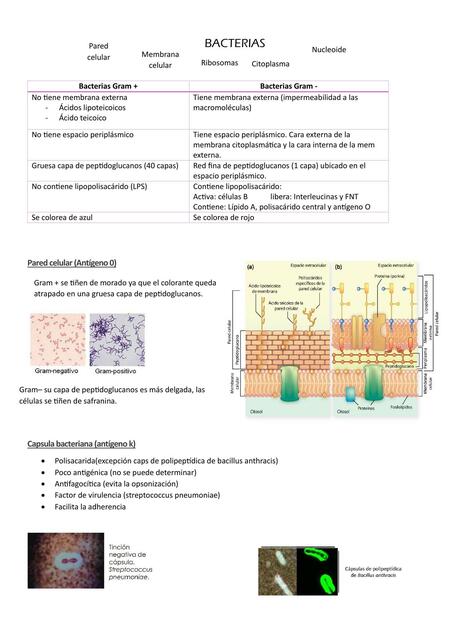 BACTERIAS | Yaoni Guerrero | uDocz