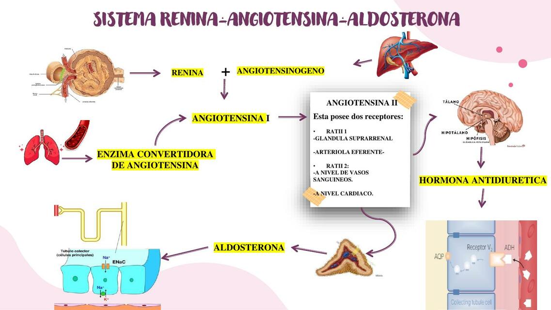 SISTEMA RENINA ANGIOTENSINA ALDOSTERONA | Medicina Óptima | uDocz