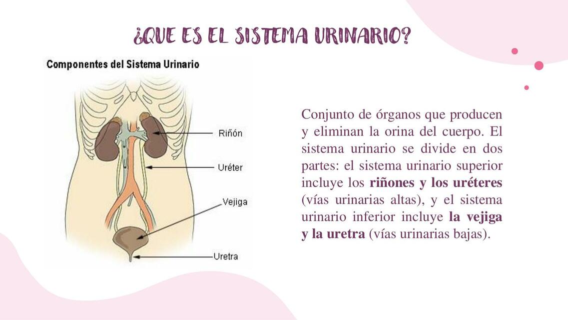SISTEMA URINARIO | Medicina Óptima | uDocz