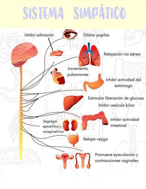 Sistema Simpático | fraii | uDocz