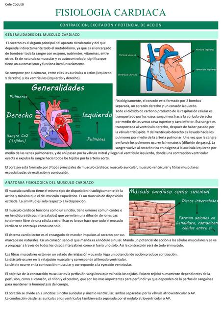 Fisiologia cardiaca 1 - Clase Medizi Resumen | Celeste Codutti | uDocz