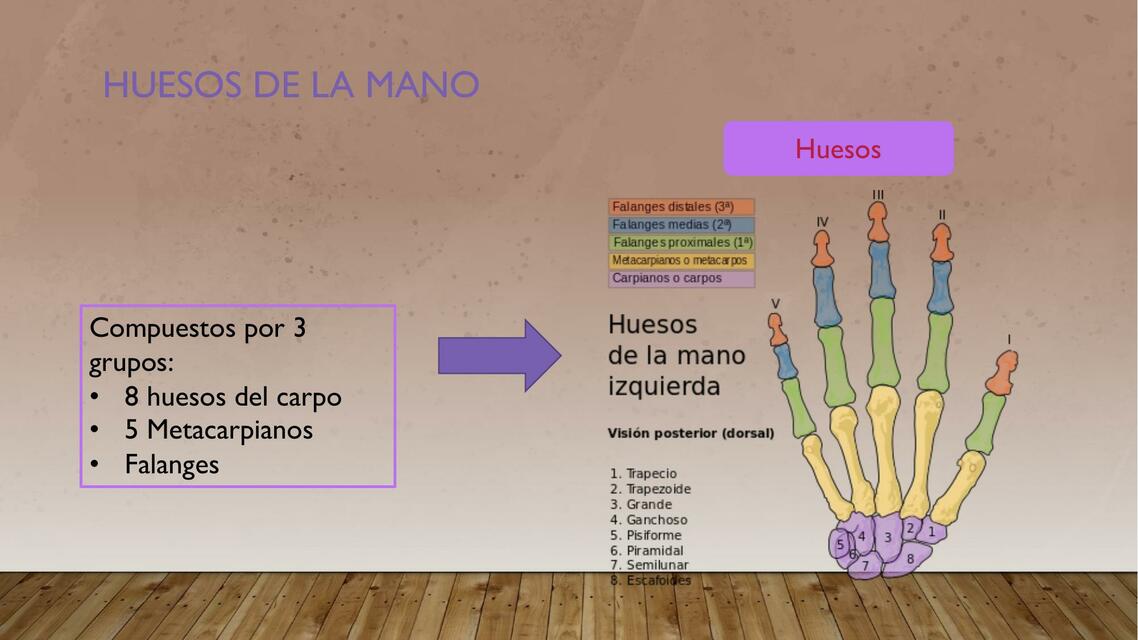 Anatomía de mano y muneca | Mariana Zarelly Vargas Cárdenas | uDocz