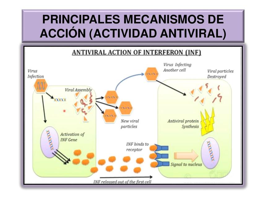 INTERFERONES | yngrid contreras | uDocz