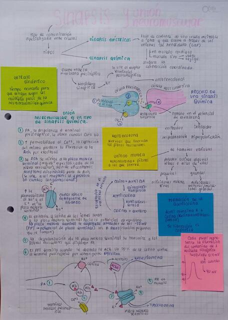 Sinapsis y unión neuromuscular | Med Nerd UNLP | uDocz