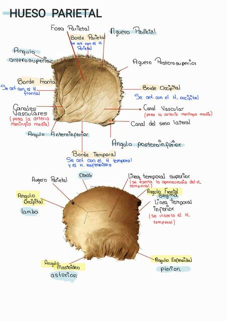 I HUESOS DEL CRANEO ANATOMIA listo | Deysi Nicole | uDocz