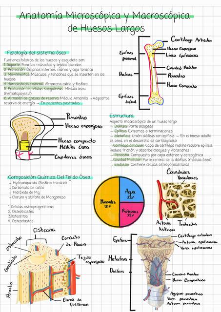 Anatomía macroscópica y microscópica del huesos la | Chaosmere | uDocz