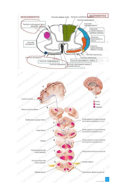 imagenes de fisiologia | Torres Mela | uDocz