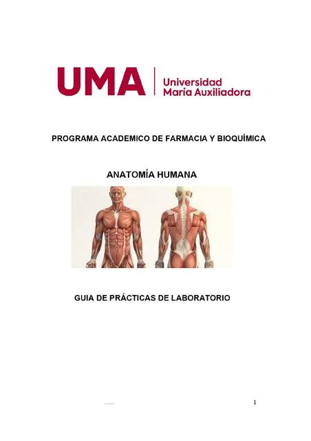 Iii Guia De Practica Anatomia 2 Ronald Diaz Mego Udocz