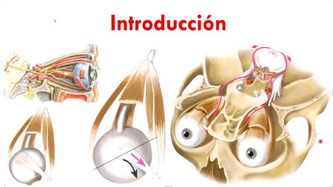 Nervio Troclear | Jonas | uDocz