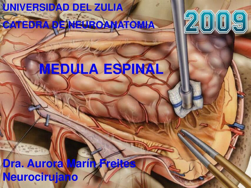 MEDULA ESPINAL 2 1 | LU | uDocz