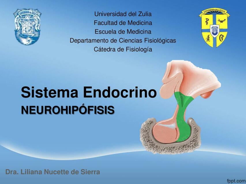 NEUROHIPÓFISIS | LU | uDocz