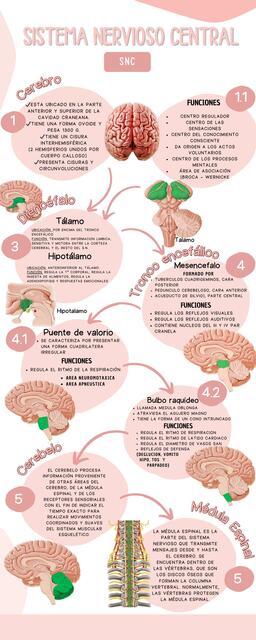 INFOGRAFIA SNC Y SNP | lesly candela | uDocz