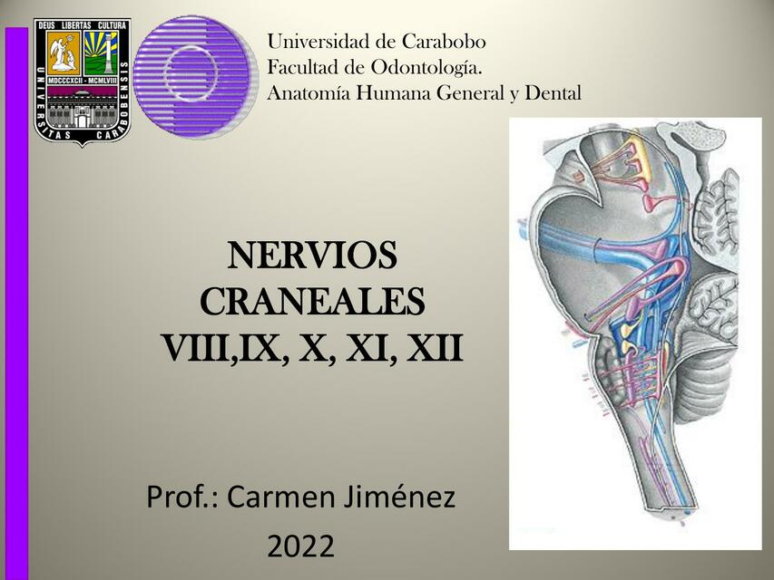NERVIOS CRANEALES VIIIIXXXIXII Carmen Jimenez | LU | uDocz