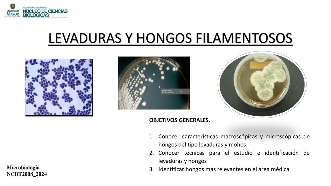 Levaduras y hongos filamentosos NCBT | GUIDO ANDRES | uDocz