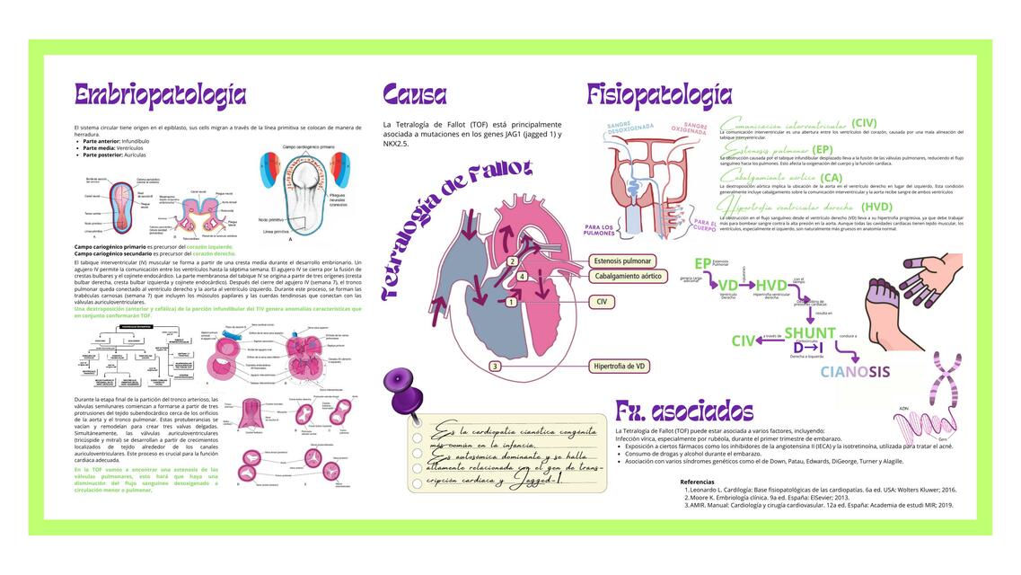 FISIOPATOLOGÍA Tetralogía de Fallot | Martín Custodio | uDocz