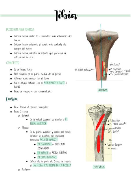 TIBIA | Yhesica Apaza Quispe | uDocz