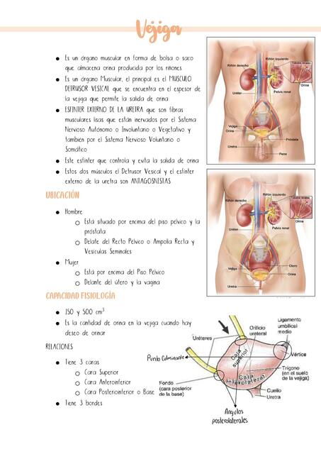VEJIGA | Yhesica Apaza Quispe | uDocz